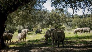 La dehesa: historia, sostenibilidad, usos y amenazas - Arturo Sánchez