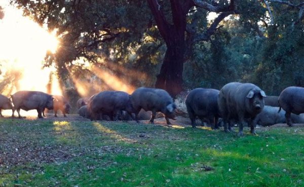 La bellota en la alimentación del cerdo ibérico | Arturo Sánchez